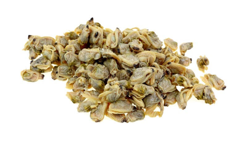 Whole Baby Clams on White stock photo. Image of front - 38758502