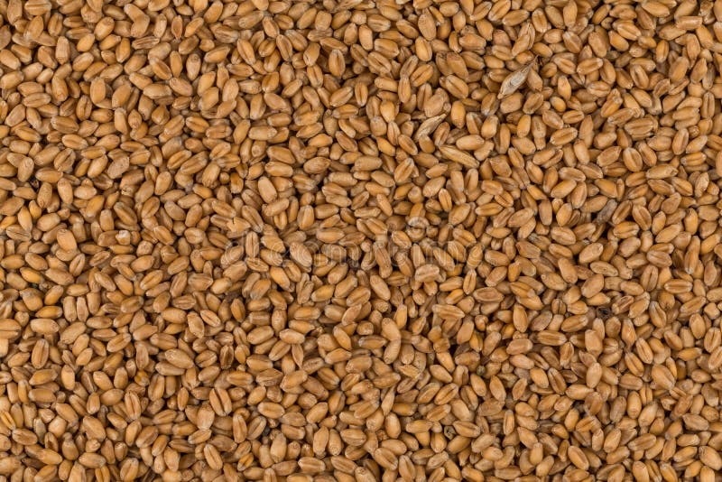Whole Background of Wheat Grain Stock Image - Image of health, crop ...
