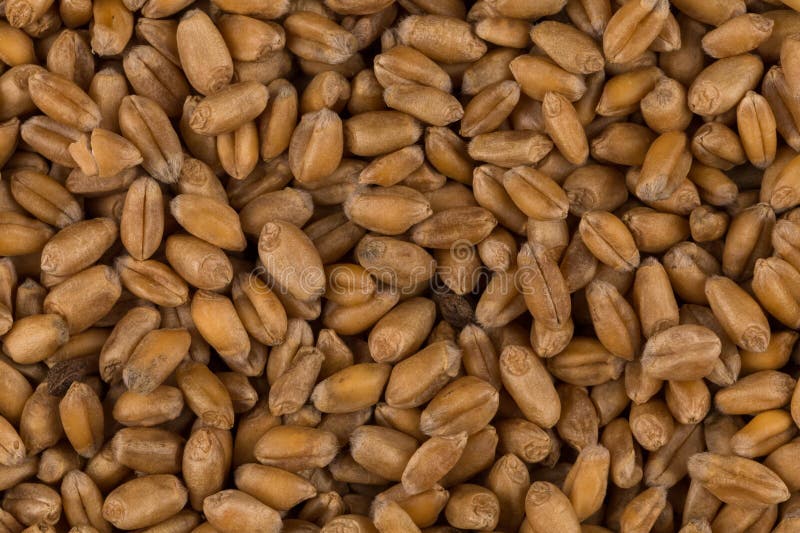 Whole Background of Wheat Grain Stock Image - Image of lunch, health ...
