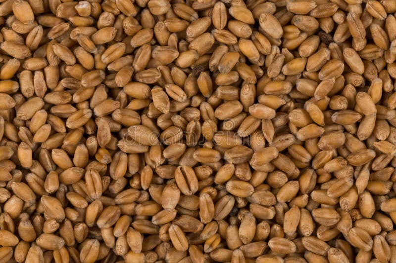 Whole Background of Wheat Grain Stock Image - Image of cook, wheat ...