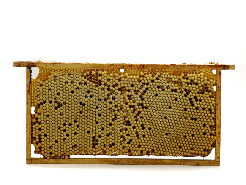 Whole Bee Comb with Drone Eggs, Brood Isolated on White Background ...