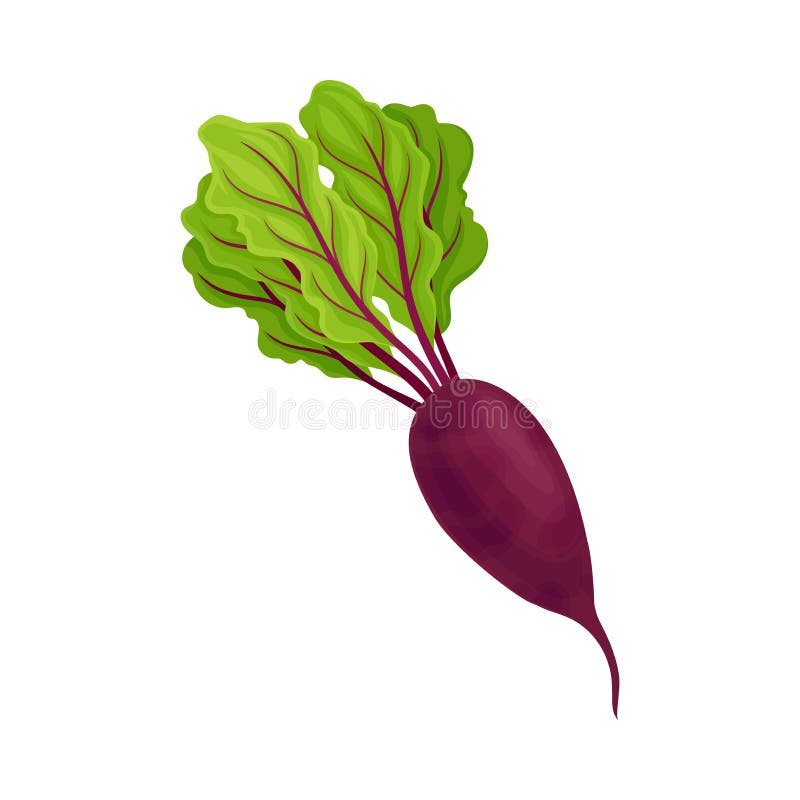 Whole Beet-Root with Beet Tops Vector Illustration Stock Vector ...