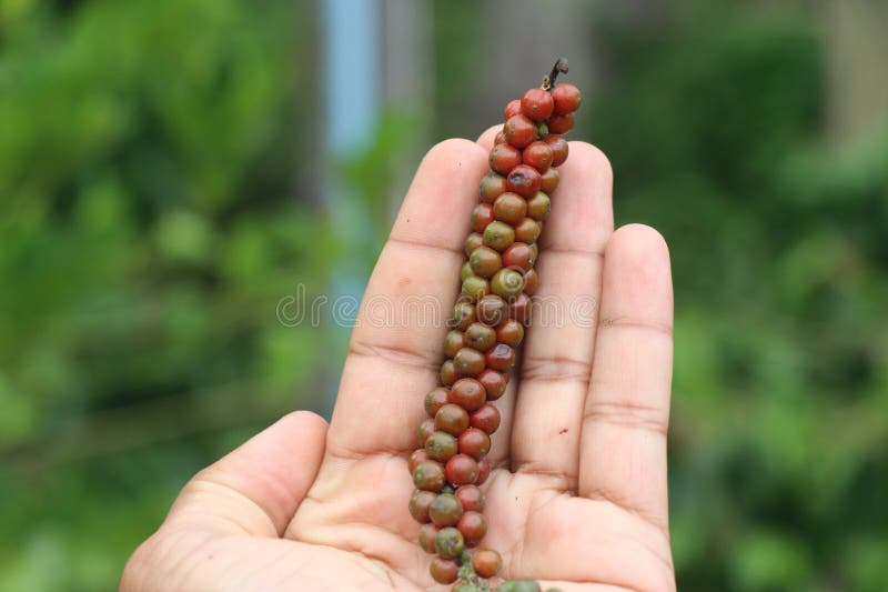 Whole Black Pepper Corn Harvested from the Plant that is Ready for ...