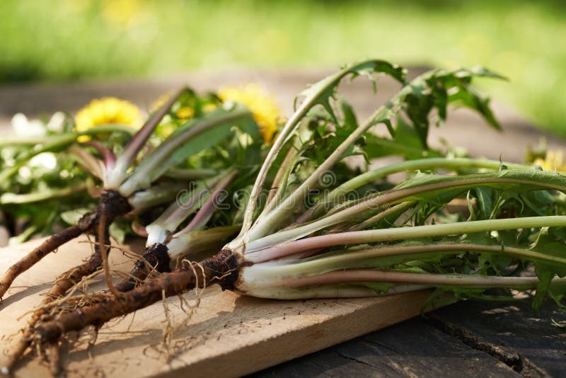 Whole Blooming Dandelion Plants with Roots on a Table Outdoors Stock ...