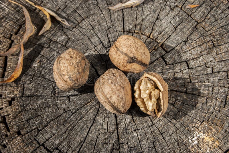 Whole and Broken Fresh Walnuts Stock Image - Image of brown, nutshell ...