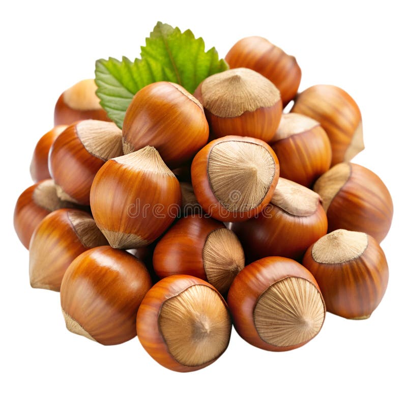 Hazelnuts on White Background Stock Illustration - Illustration of nuts ...