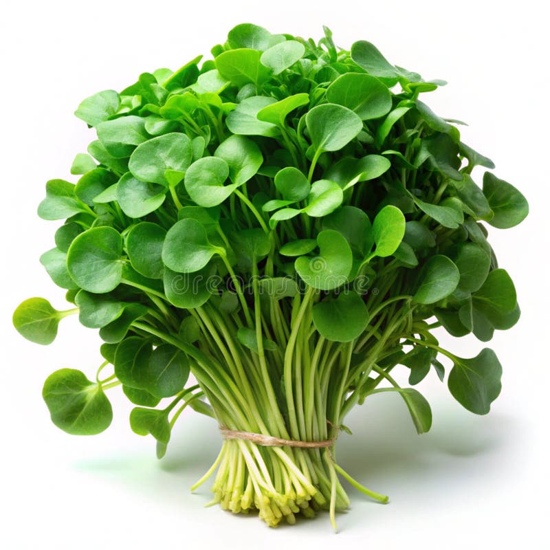 Fresh Watercress Bunch Isolated Stock Illustration - Illustration of ...