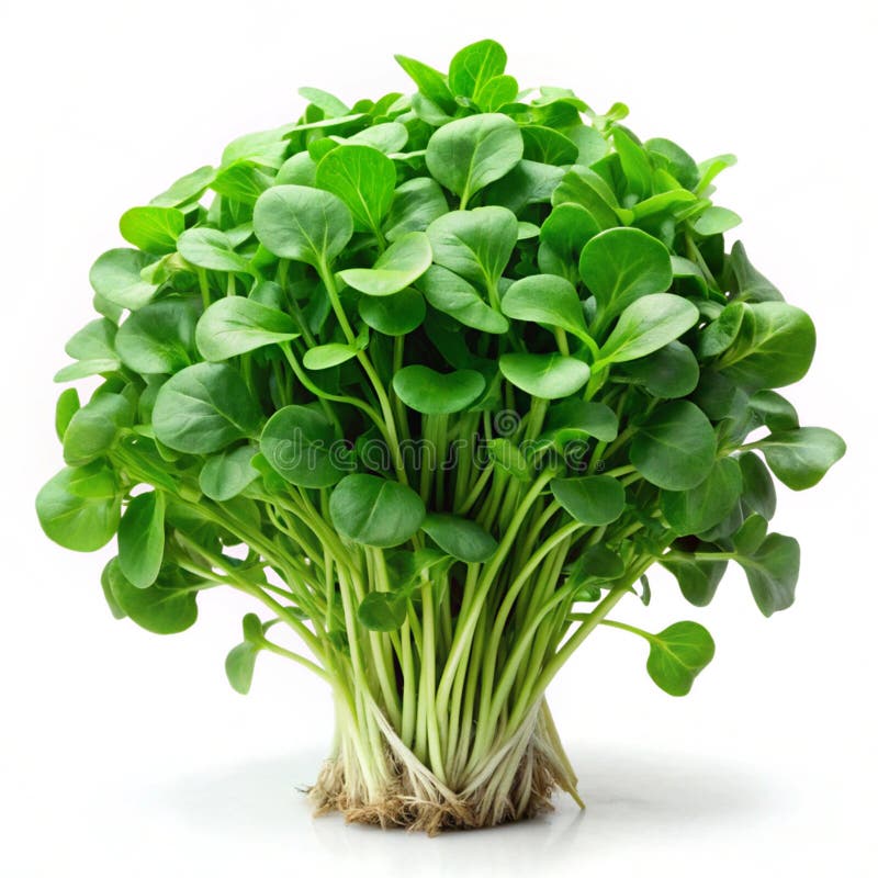 Fresh Watercress Bunch Isolated Stock Illustration - Illustration of ...