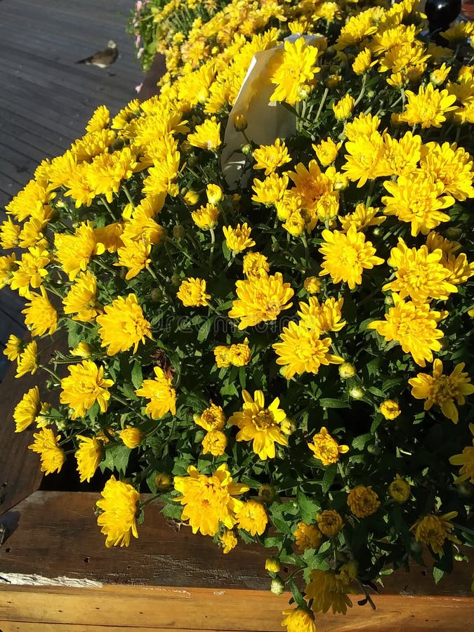 Whole bunch yellow daisy stock photo. Image of houseplant - 238720478
