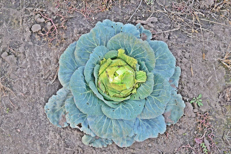 Whole Cabbage Grows in the Ground Stock Image - Image of leaves, grows ...