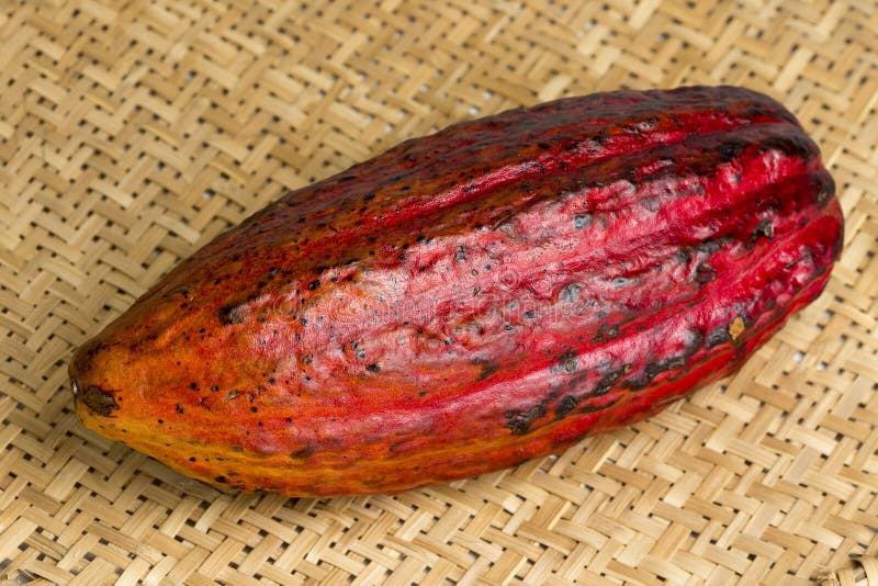 Whole Cacao Fruit on Wicker Sieve Stock Image - Image of ingredient ...