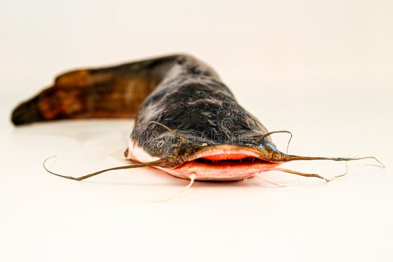 Whole Catfish before Cutting and Preparation Stock Photo - Image of ...