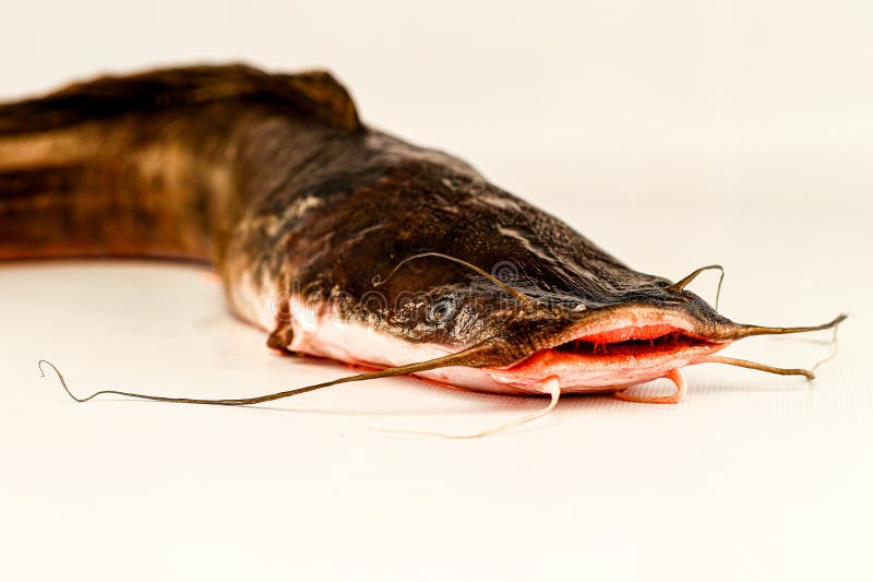 Whole Catfish before Cutting and Preparation Stock Photo - Image of ...
