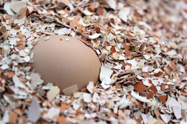 245 Crushed Chicken Egg Shells Stock Photos - Free & Royalty-Free Stock ...