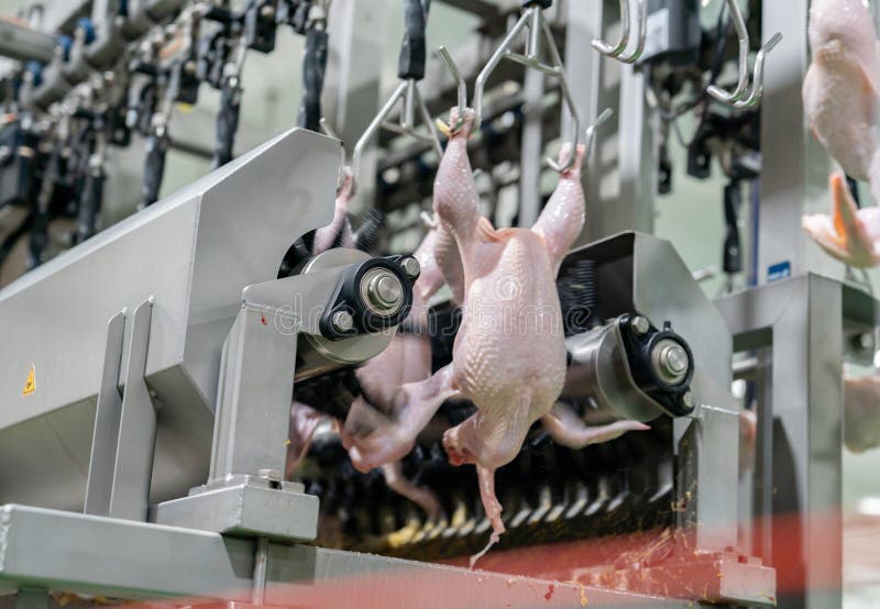 Whole Chicken Removal Feather on Pluck Machine Stock Photo - Image of ...