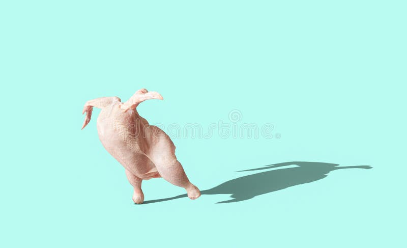 Whole Raw Chicken Isolated on a Blue Background. Chicken Walking on ...