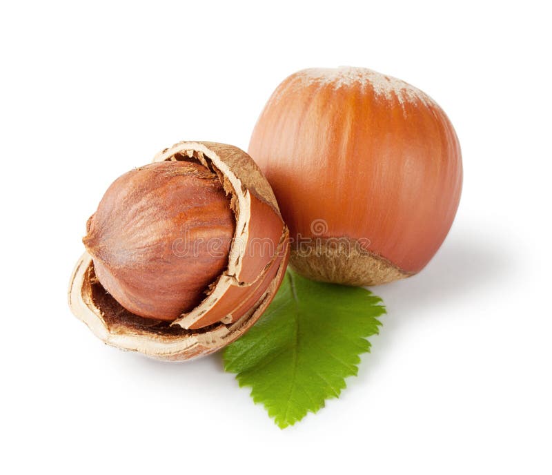 Hazel leaves in spring stock photo. Image of branch, hazel - 31088848