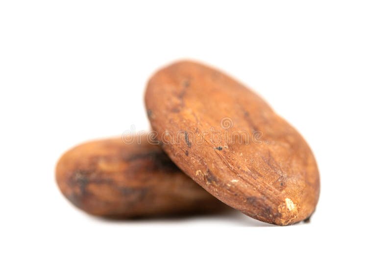 Whole cocoa nut stock photo. Image of seed, organic - 235584662