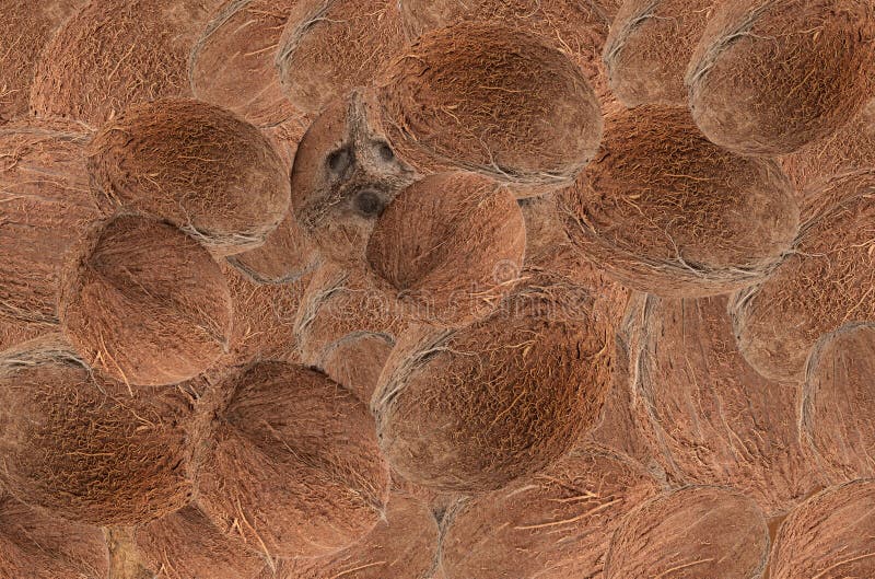 Hard Tropical Palm Fruit Shell Bg Stock Photos - Free & Royalty-Free ...