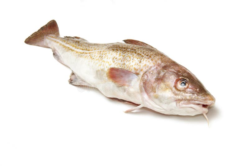 Side View of a Fresh Water Aquarium Fish Stock Image - Image of open ...