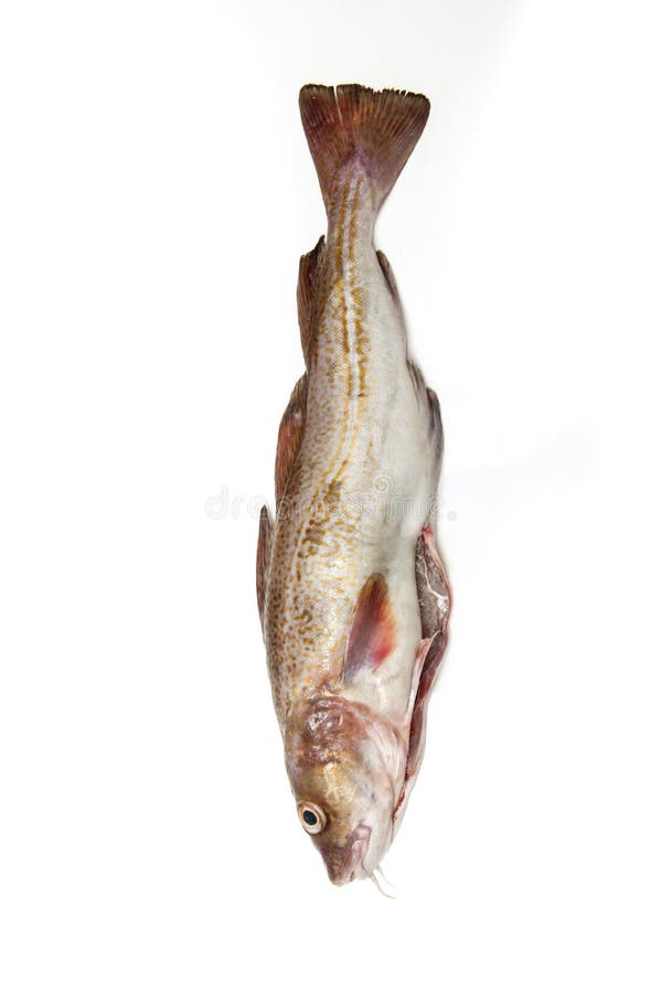 Whole cod fish stock image. Image of food, studio, seafood - 51781219
