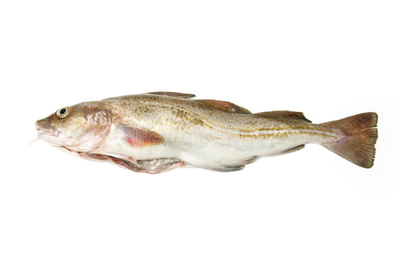 Whole cod fish stock image. Image of saltwater, gadus - 51781863