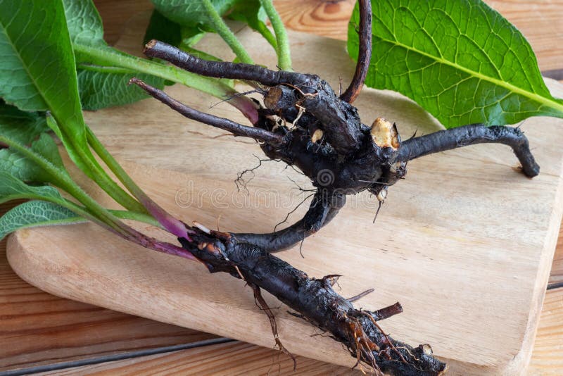 Comfrey root on a table stock image. Image of comfrey - 127231995