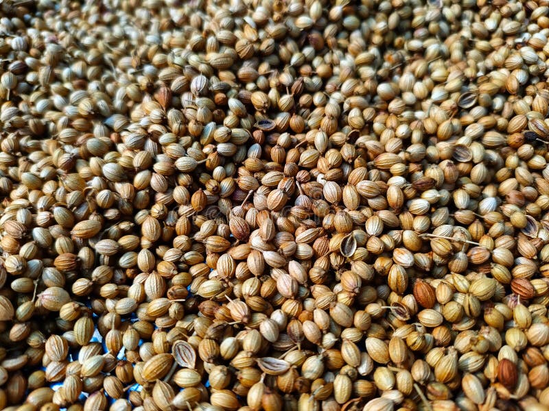 Whole Coriander Seeds Spread Out Kept for Drying in Sunlight Stock ...