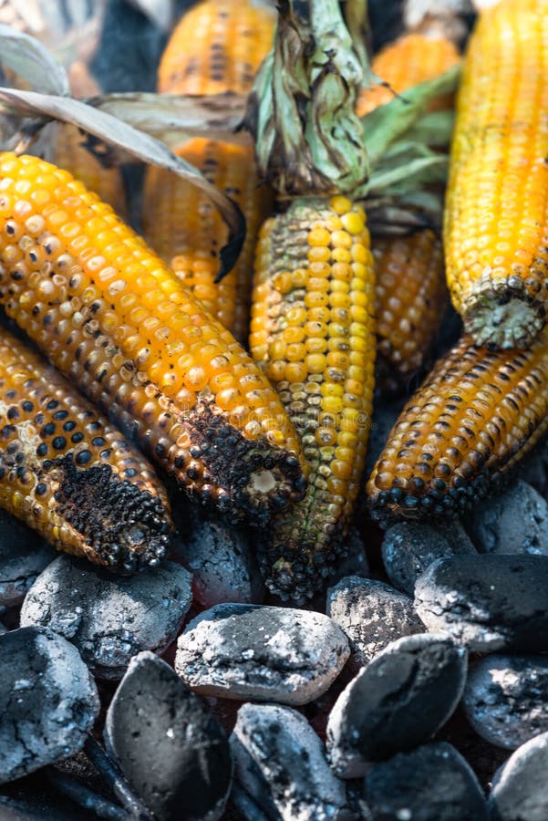 Whole Corn Cobs Roasted on Hot Coal Stock Image - Image of sweetcorn ...