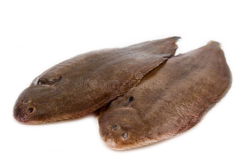 Whole Couple Fresh Sole Fish on White Background Stock Photo - Image of ...