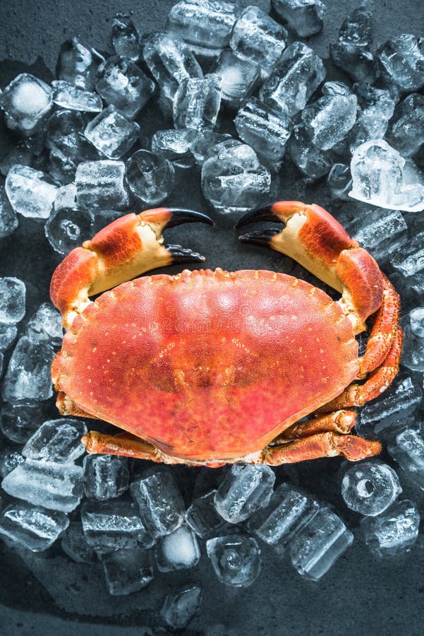 Whole Crab on Dark Slate and Ice Stock Image - Image of market, lunch ...