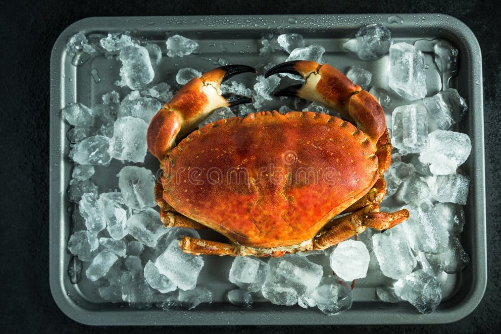 Whole crab on ice cubes stock photo. Image of simple - 64845066