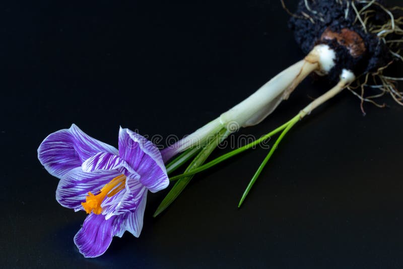 The Whole Crocus Plant with a Flower, Leaves, Bulb and Root System on a ...