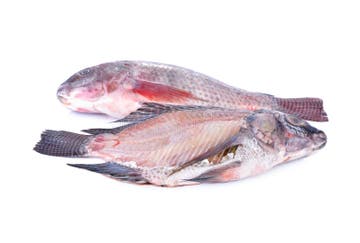 156 Tilapia Bone Straight Stock Photos - Free & Royalty-Free Stock ...