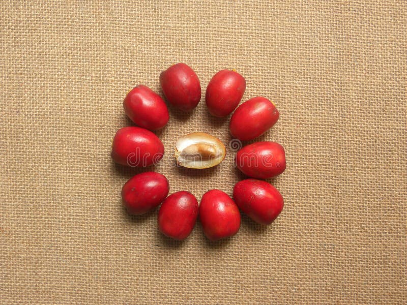 Whole and cut fresh Dates stock image. Image of ingredient - 189394783