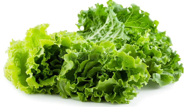 Whole and Cut Fresh Green Iceberg Lettuces Isolated on White Stock ...