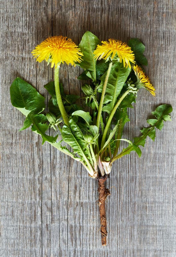 Whole Dandelion Plant with Root, Top View Stock Photo - Image of food ...