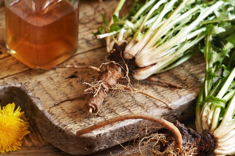 Whole Dandelion Plant Roots Bottle Herbal Tincture Stock Photos - Free ...