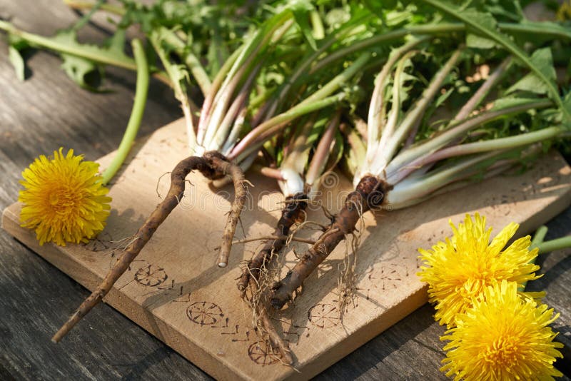 Whole Dandelion Plants with Roots and Flowers on a Table Stock Image ...
