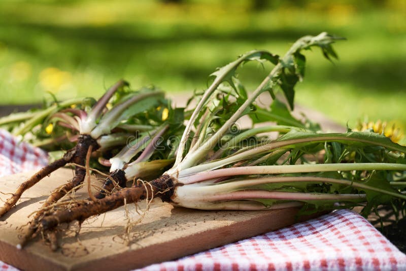 Whole Dandelion Plants with Roots and Flowers on a Table Outdoors Stock ...