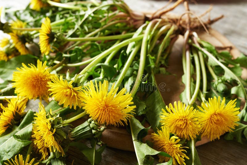 Whole Dandelion Plants with Roots on a Table Stock Photo - Image of ...
