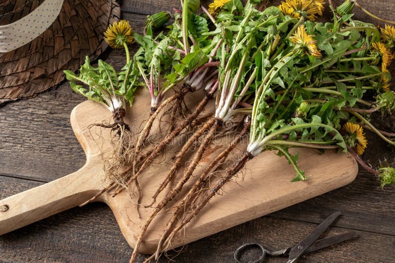 Whole Dandelion Plants with Roots on a Table Stock Photo - Image of ...