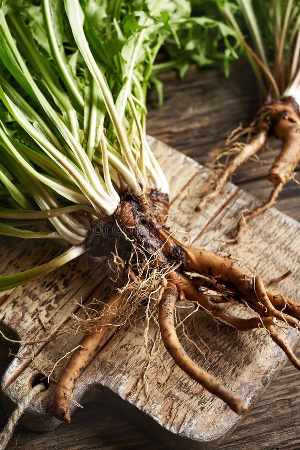 Whole Dandelion Plants with Roots on a Table Stock Illustration ...