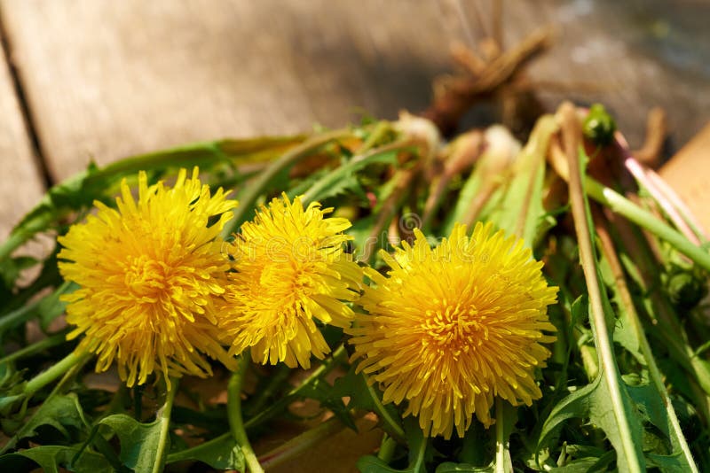 Whole Dandelion Plants with Roots on a Table Stock Photo - Image of ...