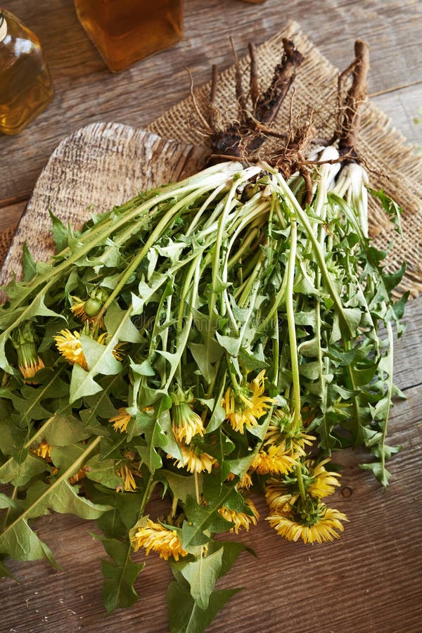 Whole Dandelion Plants with Roots on a Table Stock Photo - Image of ...