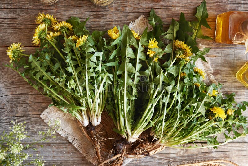 Whole Dandelion Plants with Roots on a Wooden Table Stock Image - Image ...