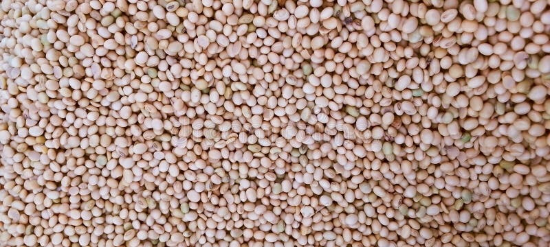 Whole Dried Cowpea Legume Seed Fresh Cultivated Stock Photo - Image of ...