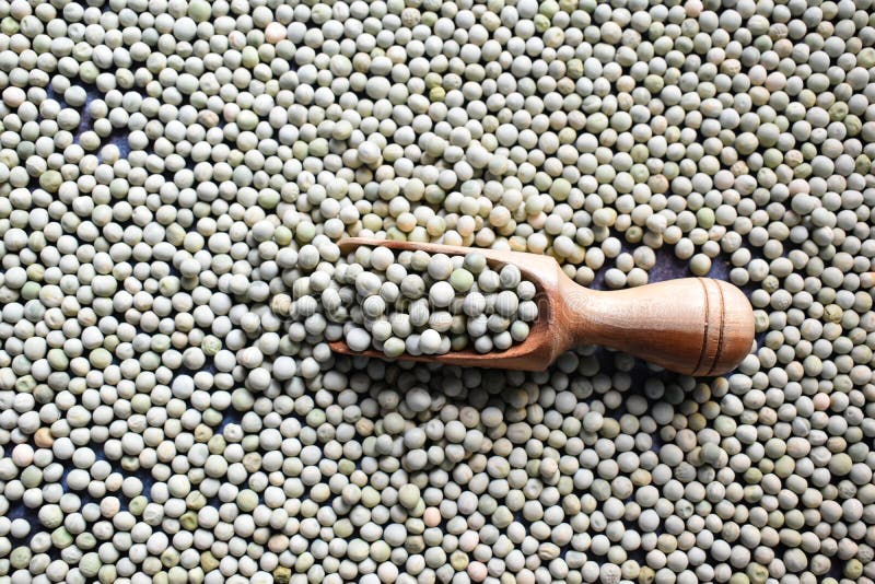 Matar Plant Photos - Free & Royalty-Free Stock Photos from Dreamstime