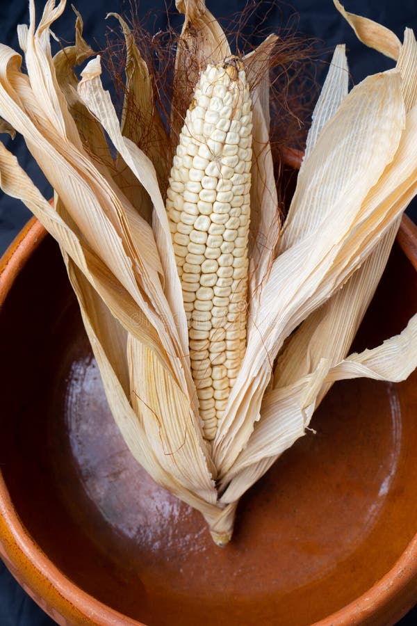 Dried Maize Corn with Leaves Stock Photo - Image of cereal, grain ...