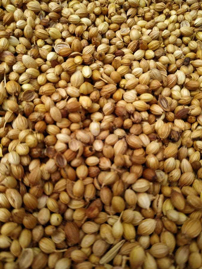 Whole Dry Dhaniya or Coriander Spice, Closeup. Nepal Stock Image ...